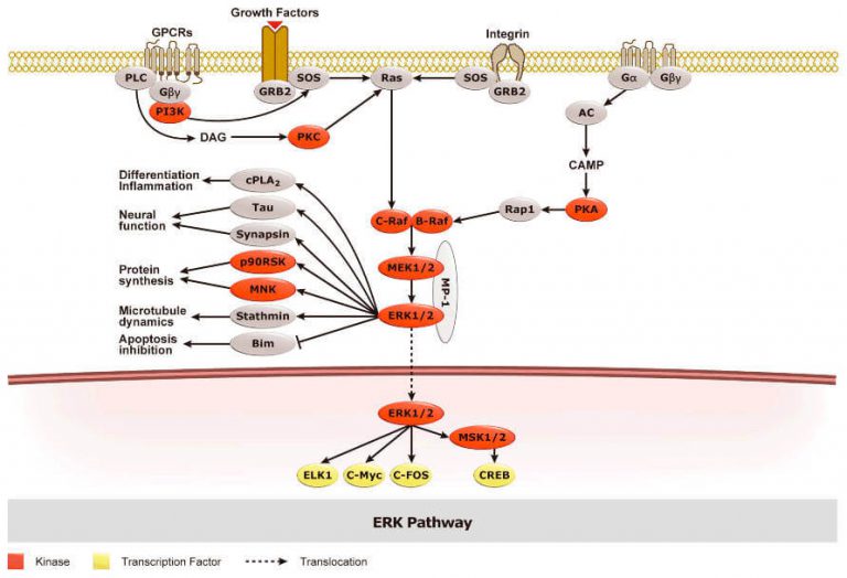 MAPK pathway antibodies from GeneTex available