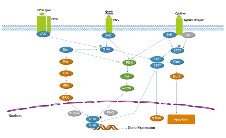 JAK/STAT signaling pathway inhibitors from MedChem Express JAK/STAT signaling pathway inhibitors from MedChem Express