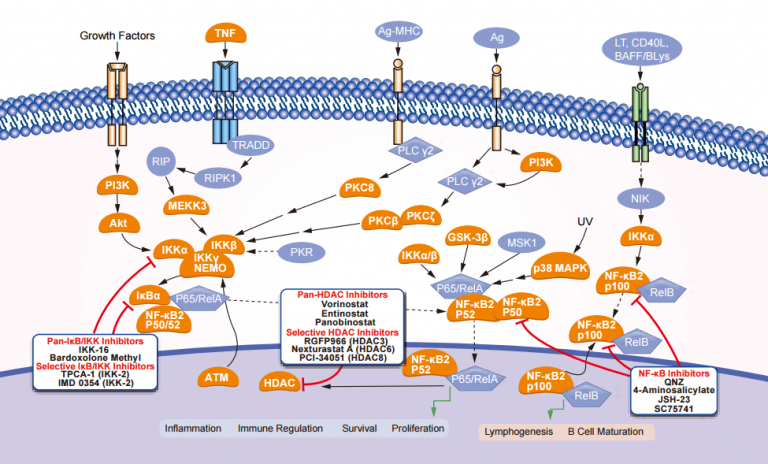 NF-kB Signaling Pathway products from Selleck Chemicals