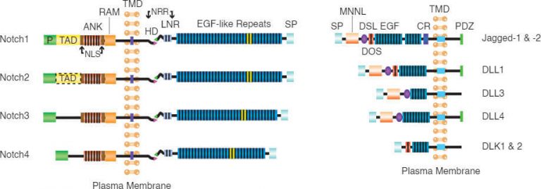 Notch signaling pathway related products from AdipoGen