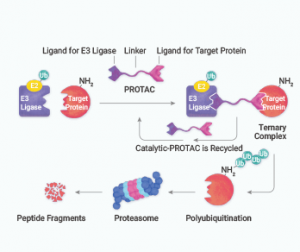 PROTAC related products from MedChemExpress
