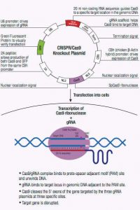 CRISPR/Cas9 Knockout Plasmids from Santa Cruz Biotechnology