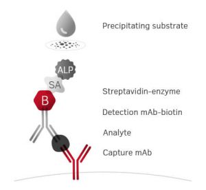 ELISpot assay principle | ELISpot kits from Mabtech