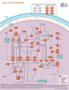 Cell Cycle Pathway | Aviva Systems Biology