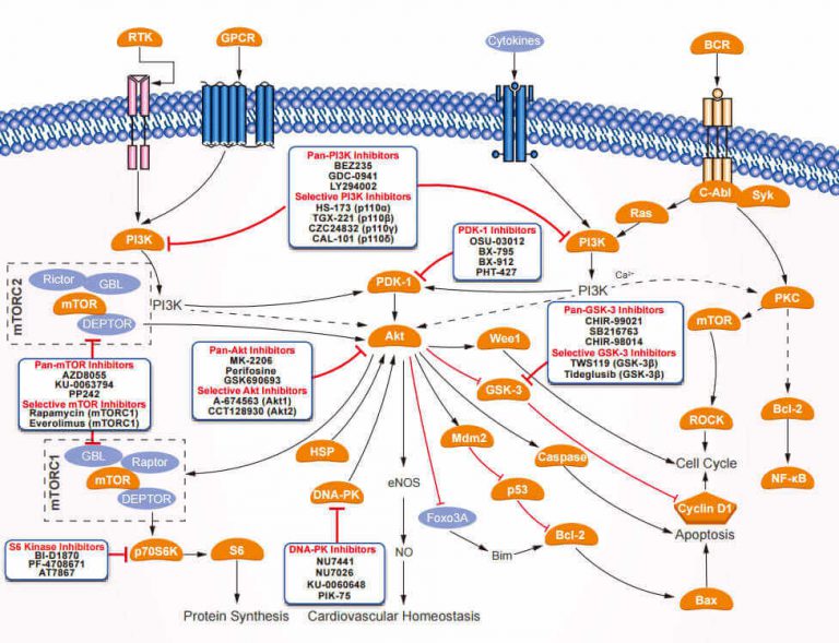 PI3K/Akt/mTOR signaling pathway products from Selleck Chemicals PI3K/Akt/mTOR signaling pathway products from Selleck Chemicals