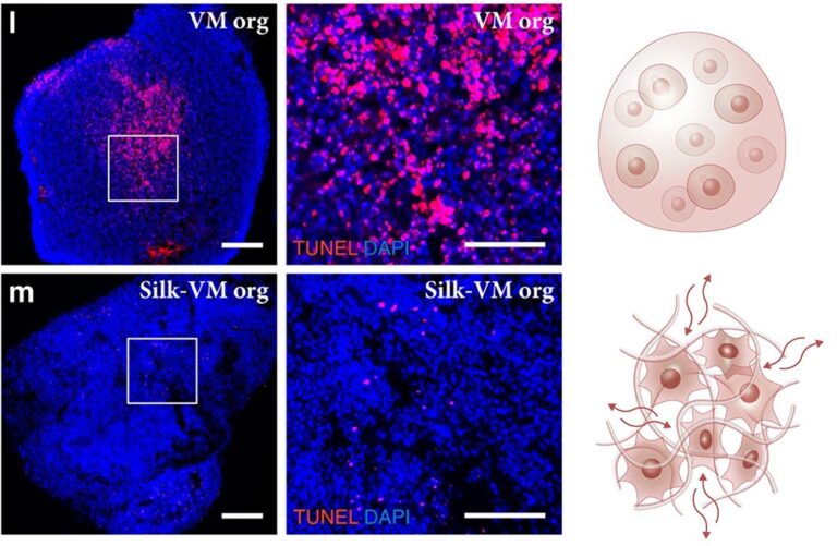 Organoids with functional cells inside and out | Biosilk by BioLamina