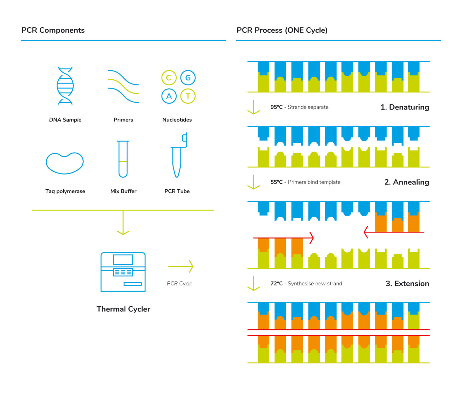 PCR vs qPCR aka endpoint or real-time | Solis BioDyne