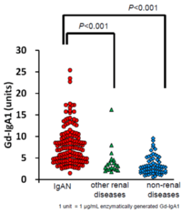 Gd-IgA1 for IgA Nephropathy (IgAN) research | IBL Japan