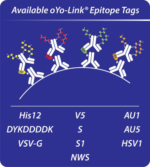 oYo-Link® Epitope Tag for enhanced multiplexing capability by AlphaThera