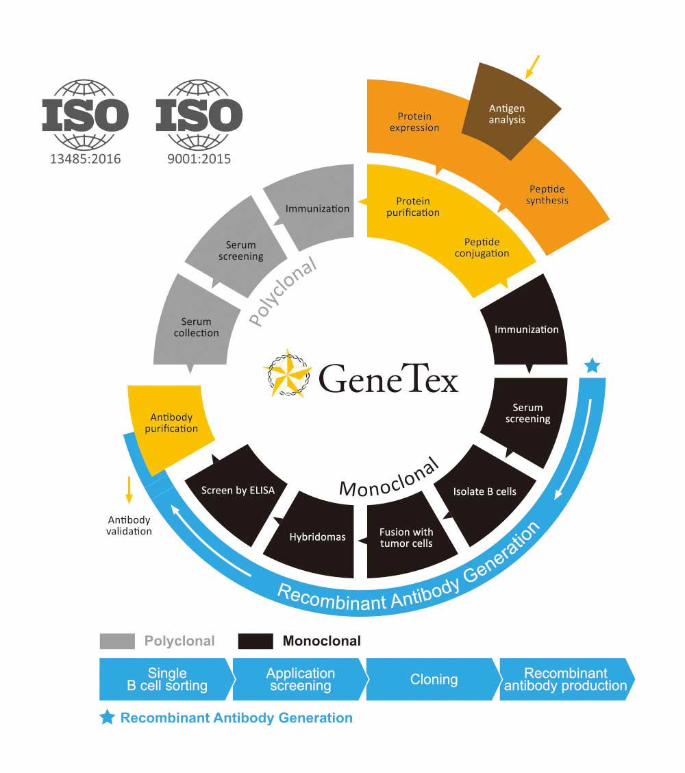 GeneTex’s ISO9001/ISO13485 antibody manufacturing facility