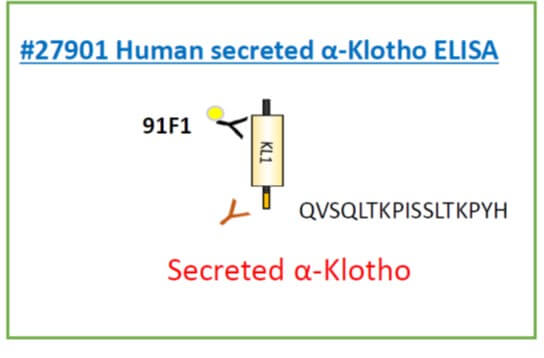 α-Klotho (Alpha Klotho) | Aging Biomarker | IBL Japan