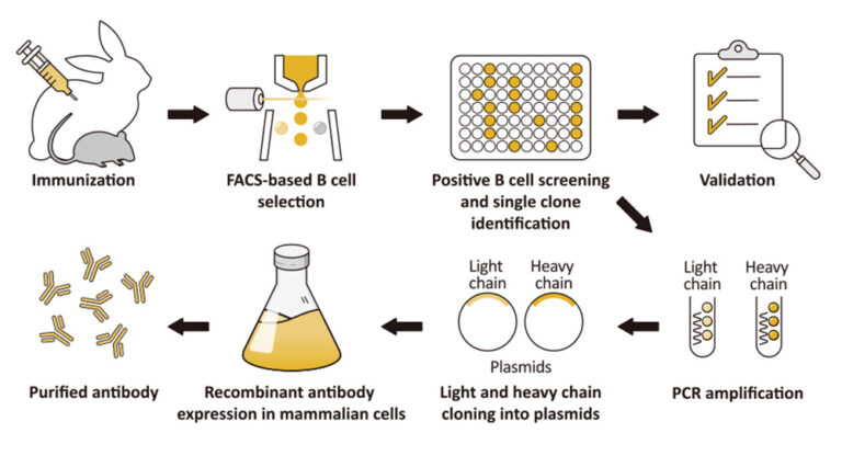 GeneTex’s “5 + 1” Pillar Antibody Validation Process