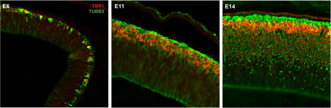 Neural lineage development markers for neuroscience research
