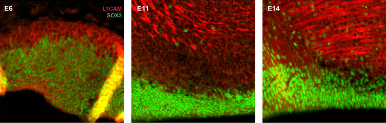 Neural lineage development markers for neuroscience research