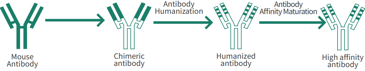 Custom Antibody Services by Sino Biological