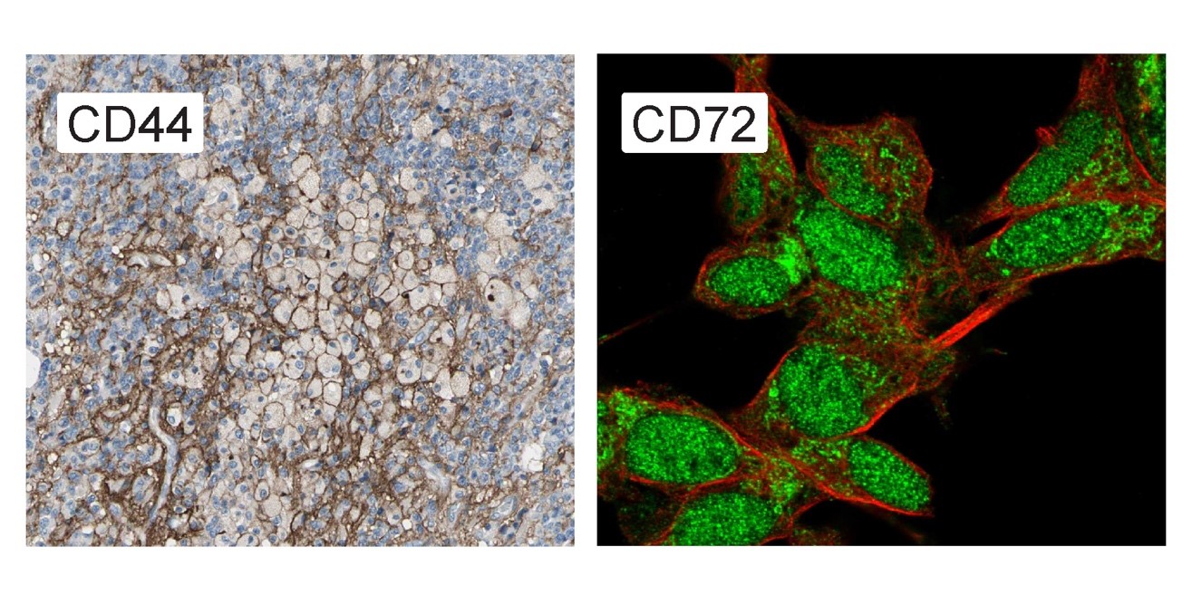 CD Markers: unlocking neurobiology and cancer insights