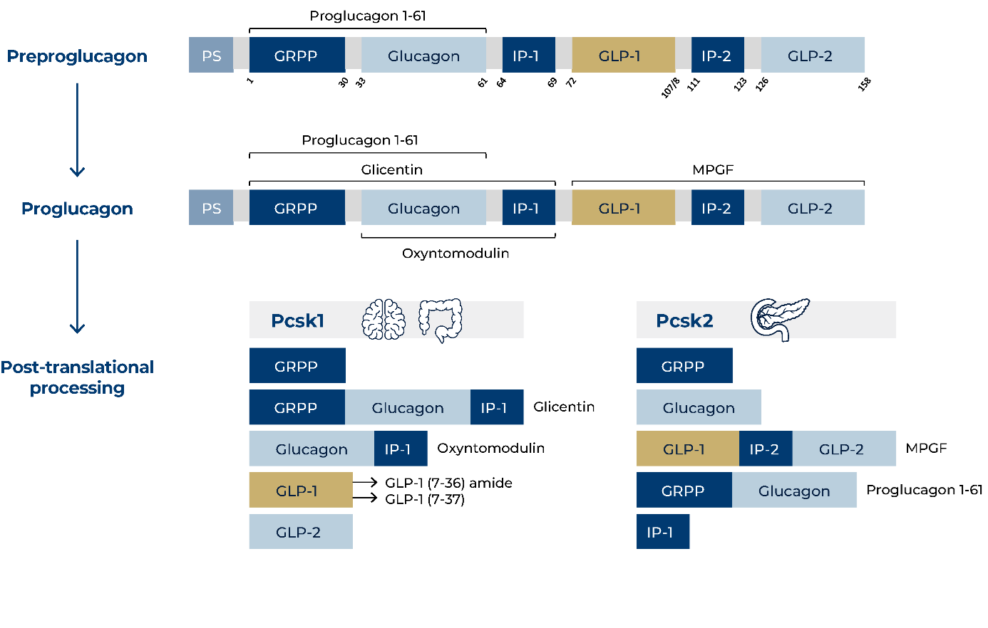 Glucagon’s role in metabolic regulation and challenges in measurement