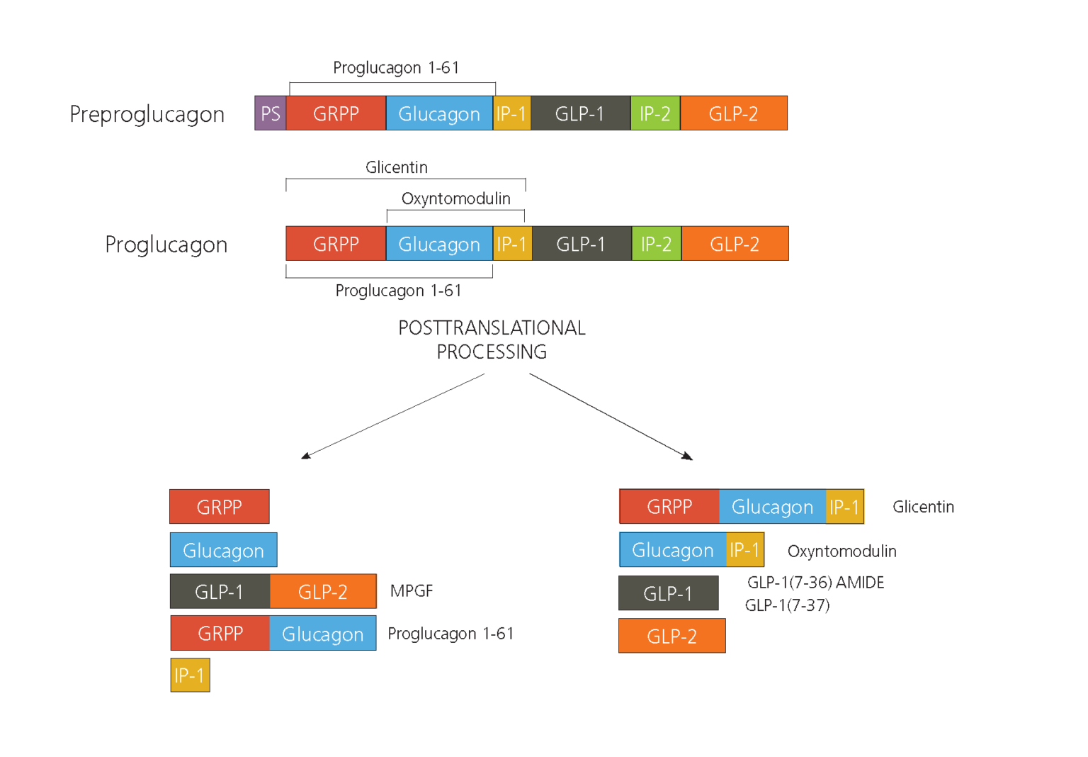 Glucagon’s role in metabolic regulation and challenges in measurement