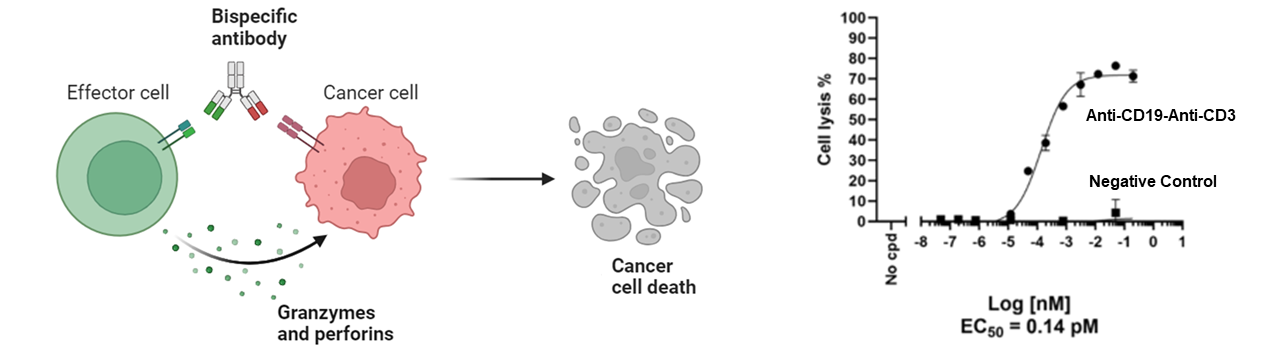 Unleash the therapeutic potential of NK cells - Bio-Connect