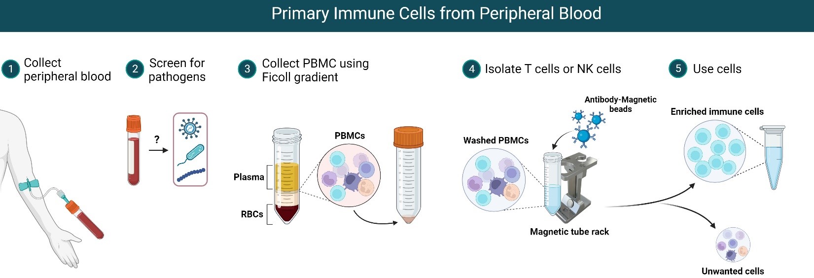 Unleash the therapeutic potential of NK cells - Bio-Connect