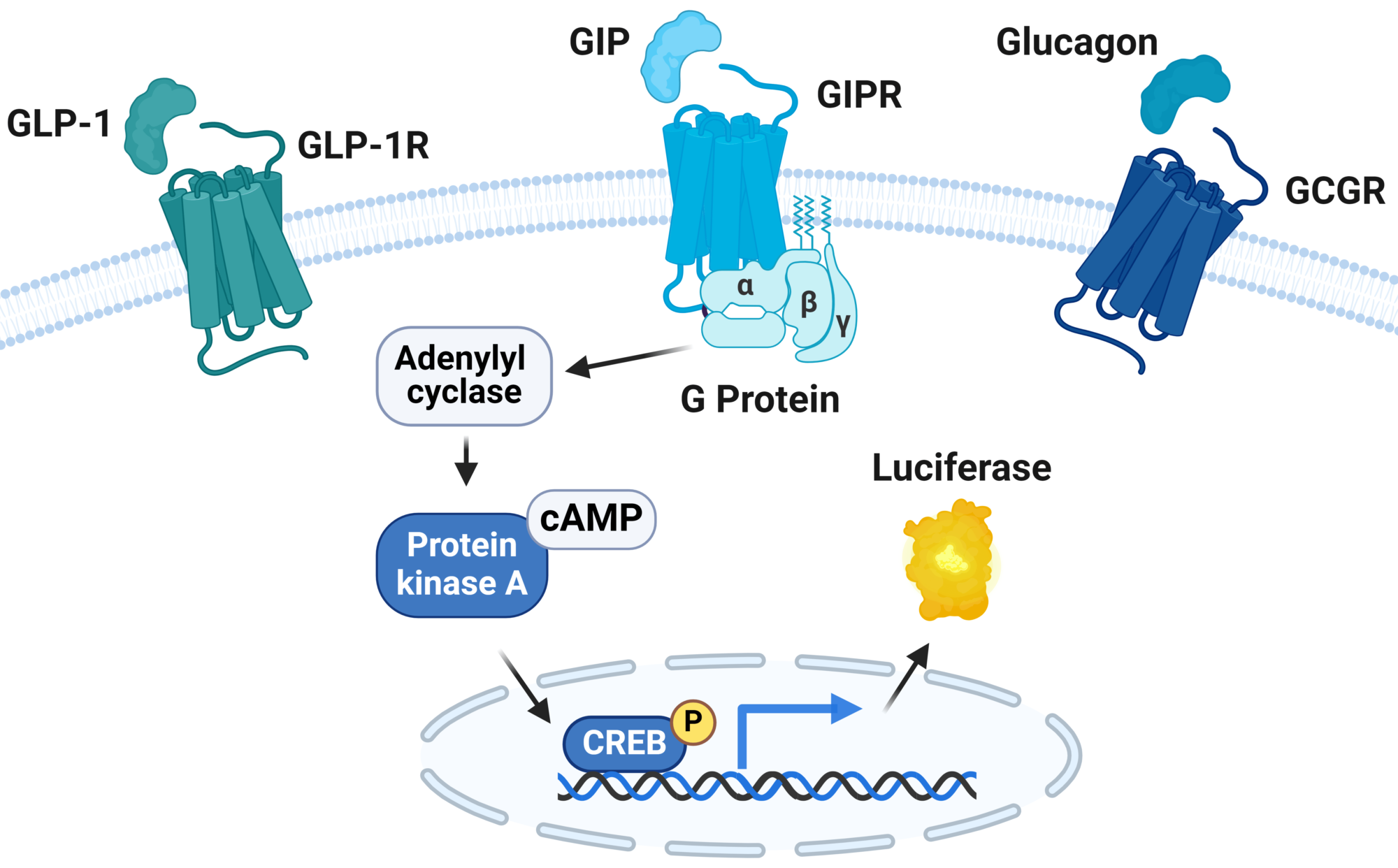 Illuminate Metabolic Pathways with Luciferase Reporter Cells - Bio-Connect