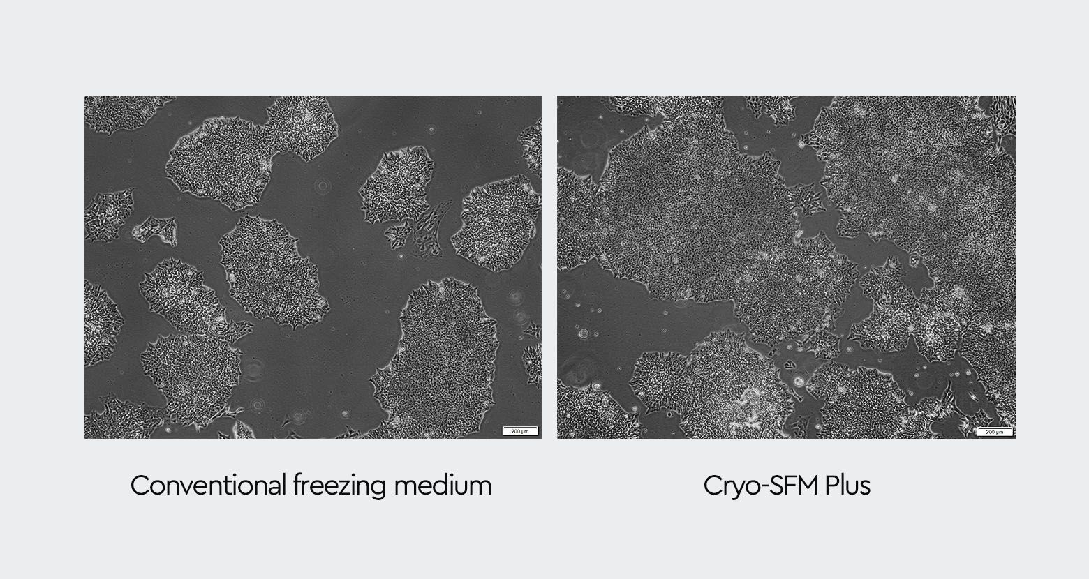 World-class Cells and Media for Primary Cell Culture - Bio-Connect