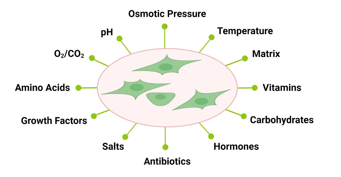 Overcoming Challenges in the Culture of Human Immune Cells - Bio-Connect