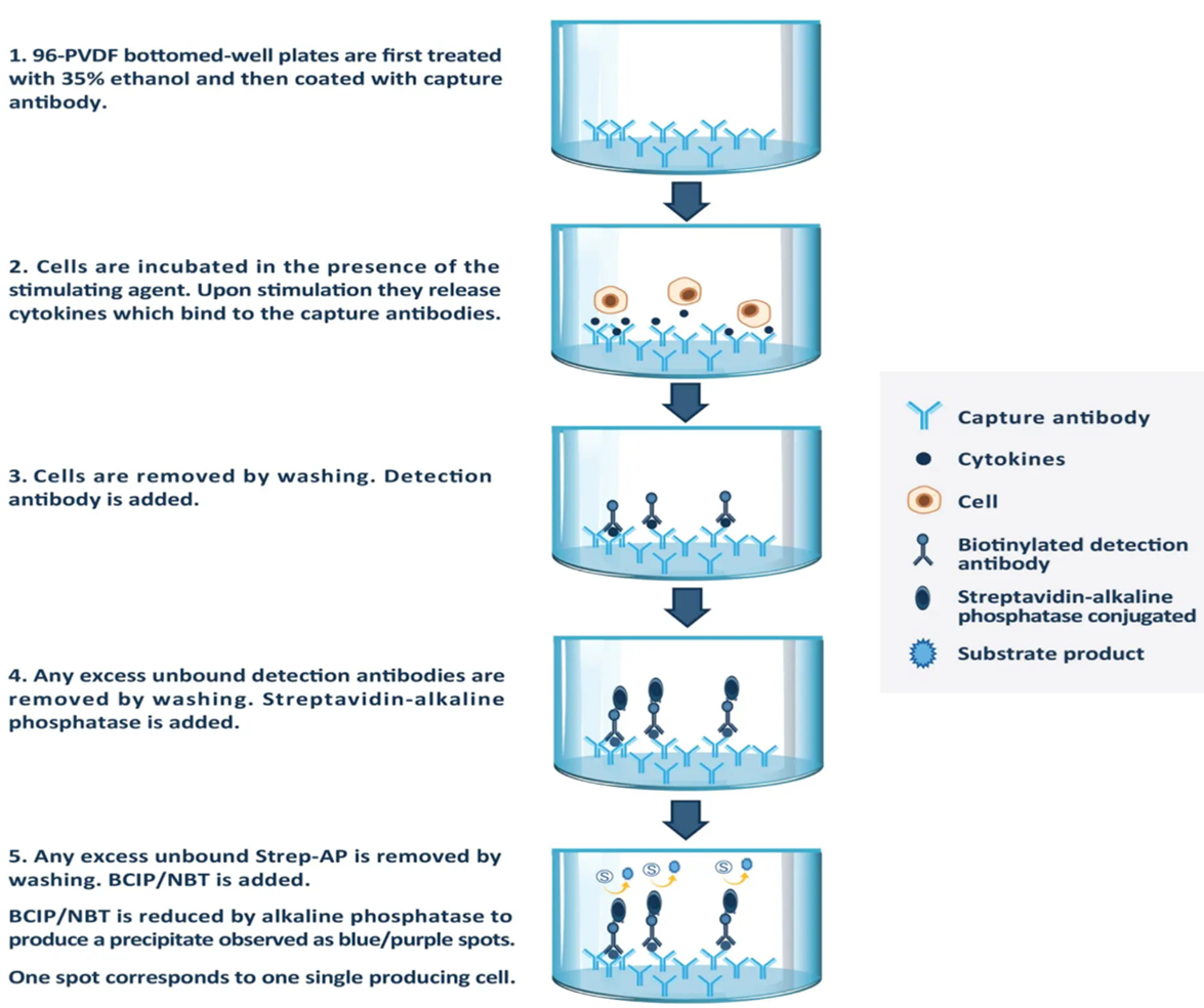 High-Sensitivity and Single-Cell Detection with ELISpot Kits - Bio-Connect